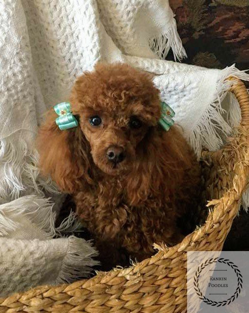 Ruby – Rankin Poodles